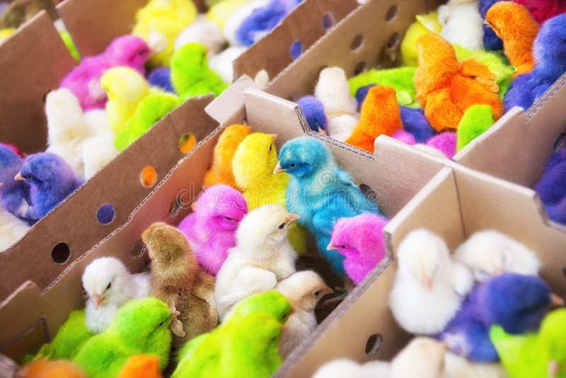 Colorful Chicks stock image. Image of animal, chicks - 35403929