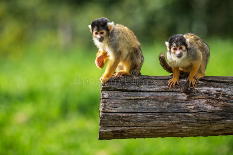 Funny Common Squirrel Monkeys Playing on a Piece of Wood Stock Image - Image of cute, playing ...