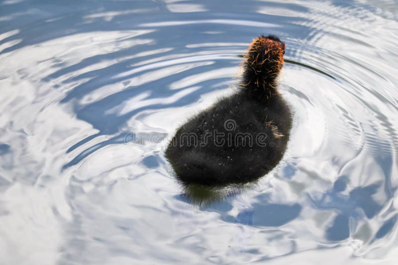 Funny Coot Chick on the Water Closeup Stock Photo - Image of feather ...