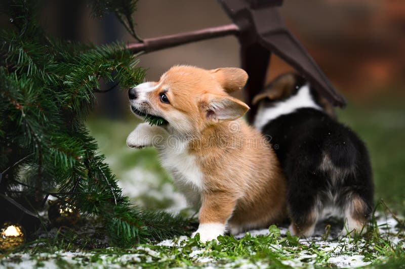 Funny Corgi Puppy Chewing a Tree Outdoors Stock Image - Image of mammal ...