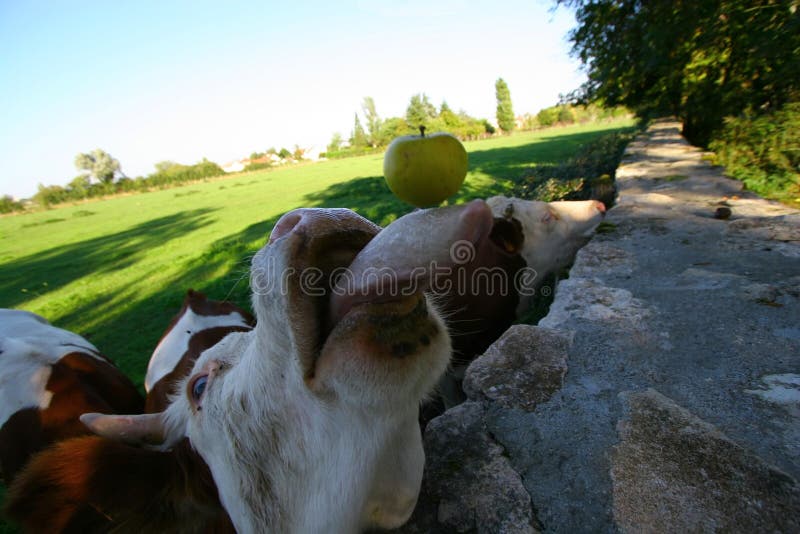 Funny Cow Picture. Image: 1518943