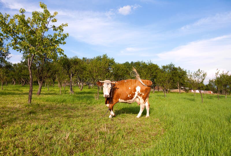 Funny cow stock image. Image of environment, away, blue - 15399435