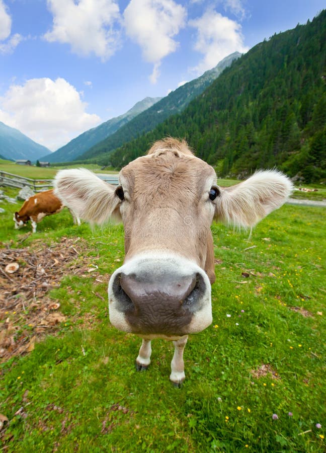 Funny cow stock image. Image of mountains, countryside - 25669649