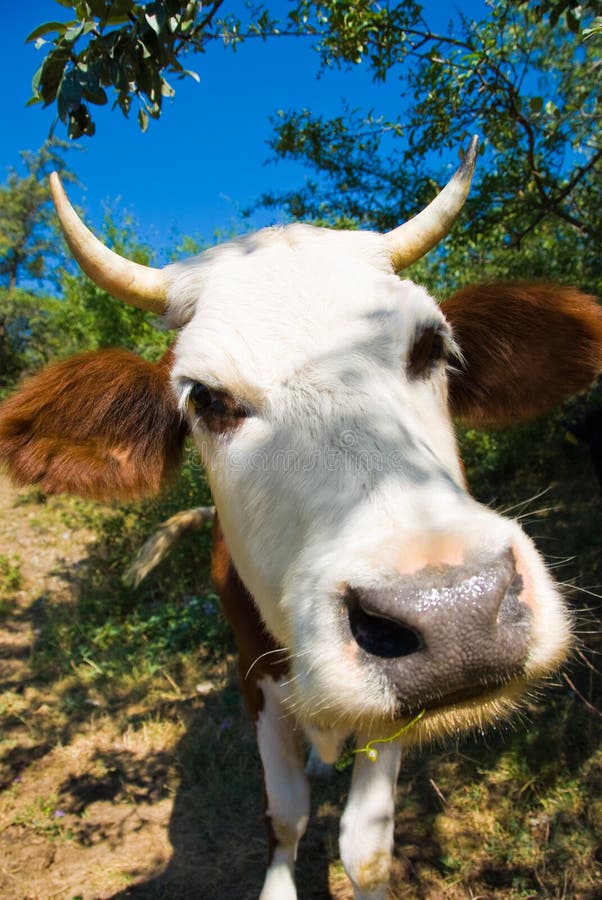 Funny cow stock photo. Image of nose, agriculture, innocence - 6652956