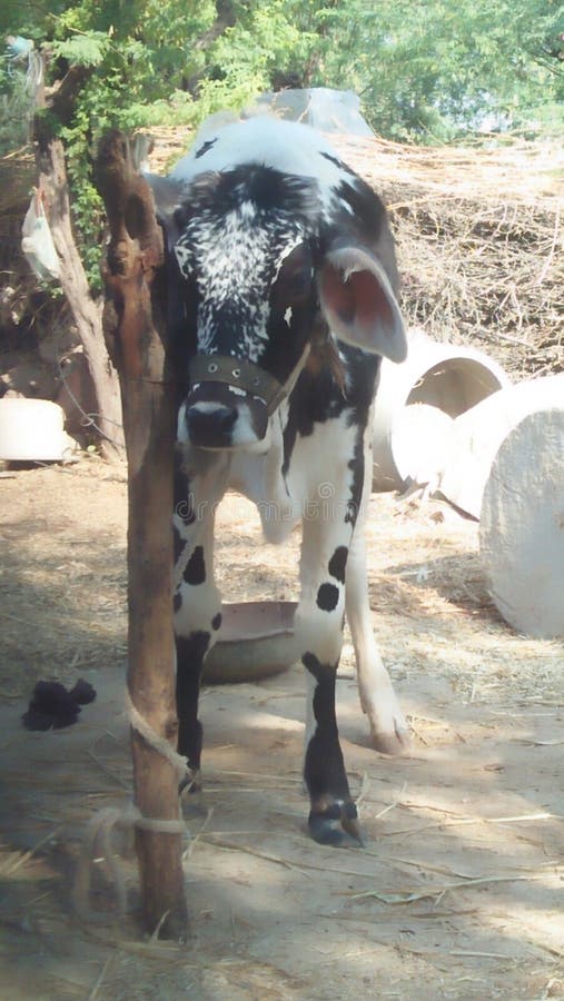 Funny cow amazing stock photo. Image of love, funny - 269923300