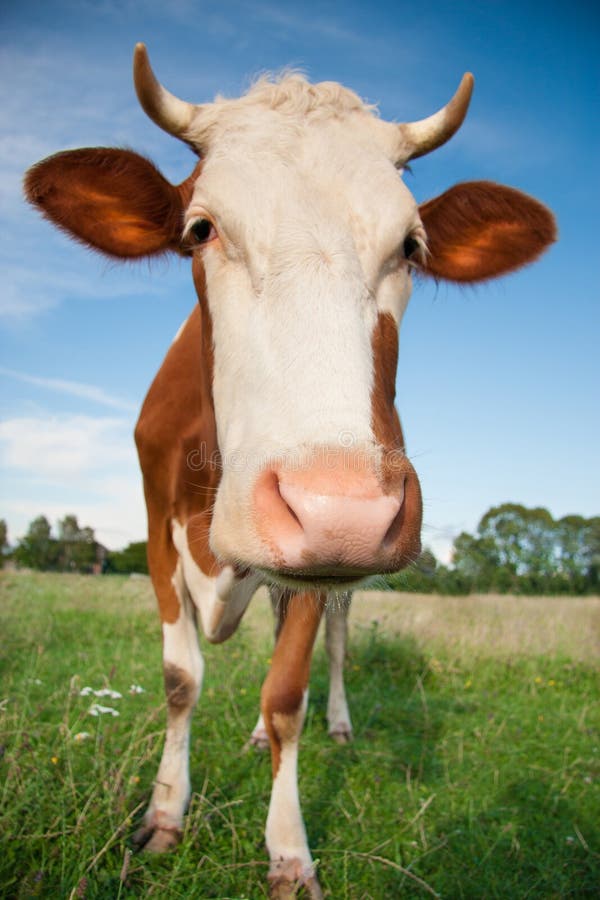 A Funny Cow with a Big Head. Stock Photo - Image of bovine, head: 263936322