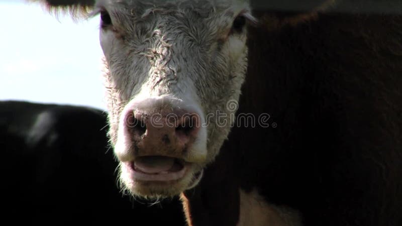 Funny Cow Chewing stock footage. Video of livestock, eats - 83707222