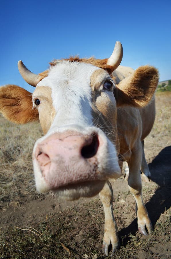Funny cow close up stock photo. Image of dairy, head - 79261450