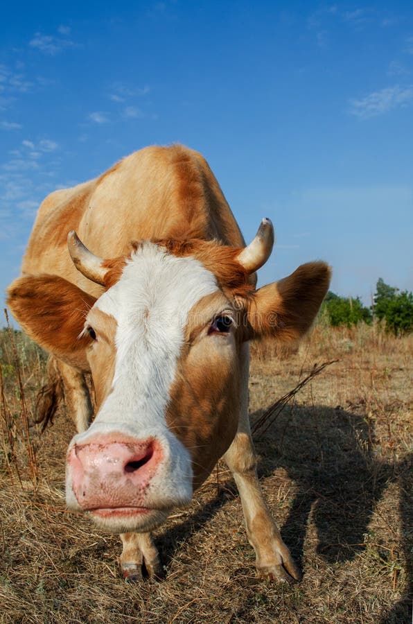 Funny Cow On Pasture Close Up Stock Image - Image of white, cute: 48710543