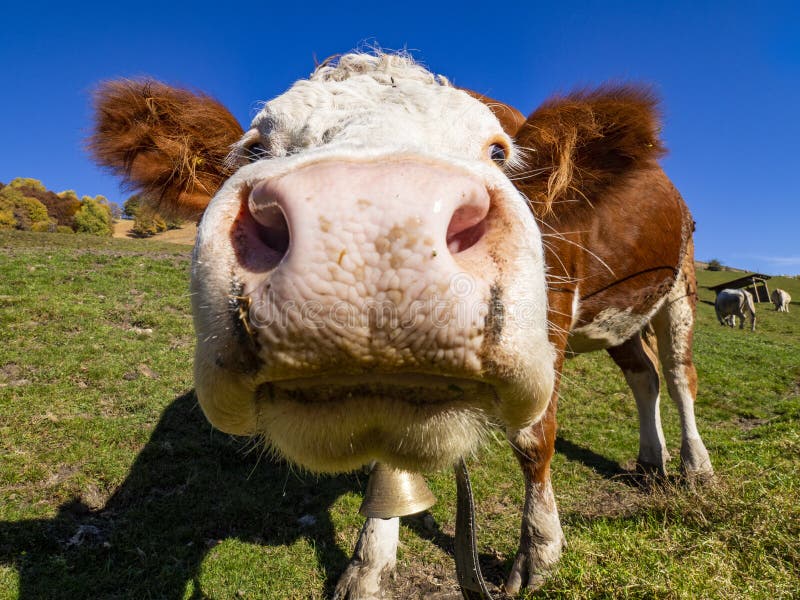 Funny cow stock image. Image of animals, grass, beast - 39497327
