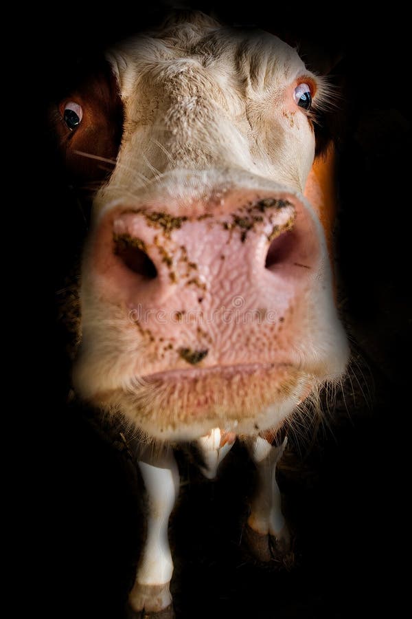 3,948 Funny Cow Face Photos - Free & Royalty-Free Stock Photos from ...