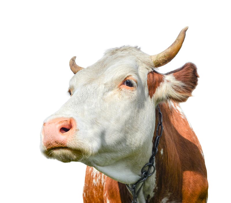 Funny Cow Looking at the Camera Isolated on White Background. Spotted ...