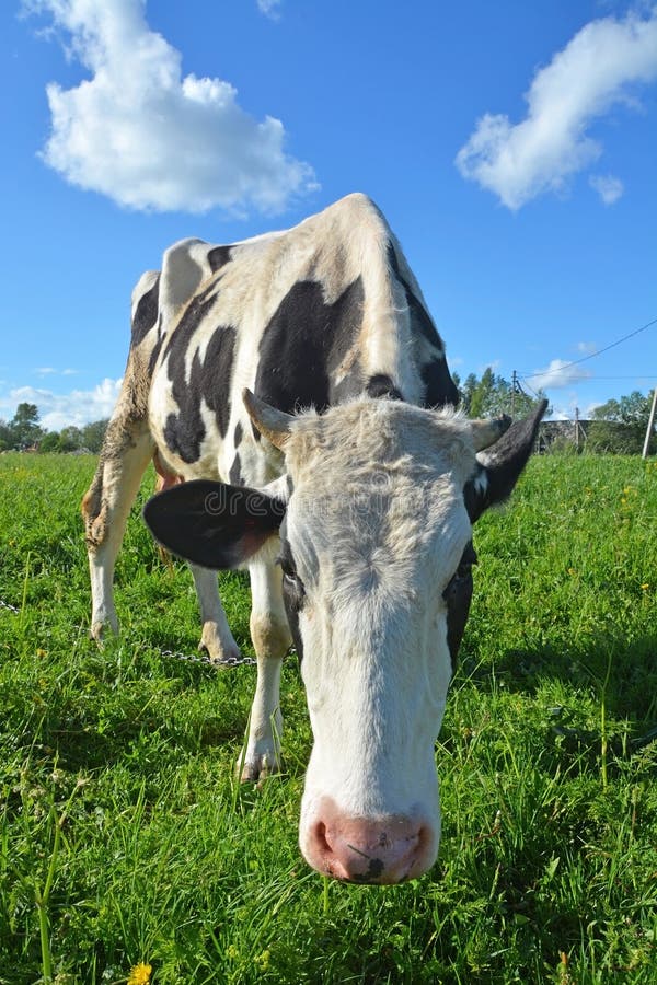 Funny cow stock photo. Image of beef, head, beast, clouds - 56075546