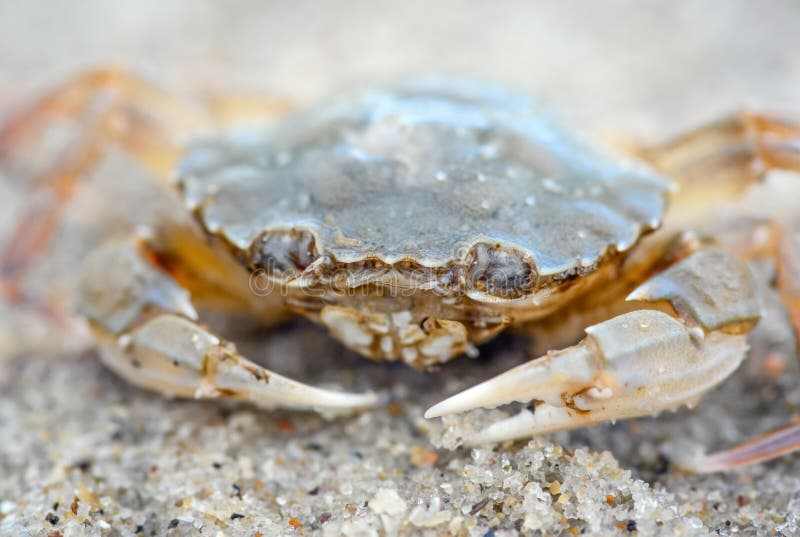 Funny Crab Sitting on Sea Foam and Sand Natural Background. Big Cute ... Funny Crab Sitting on Sea Foam and Sand Natural Background. Big Cute ...