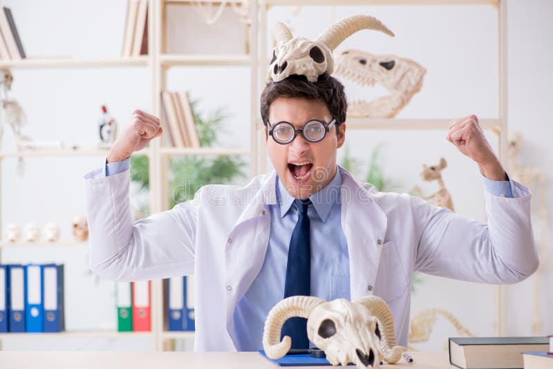 The Funny Crazy Professor Studying Animal Skeletons Stock Photo - Image ...