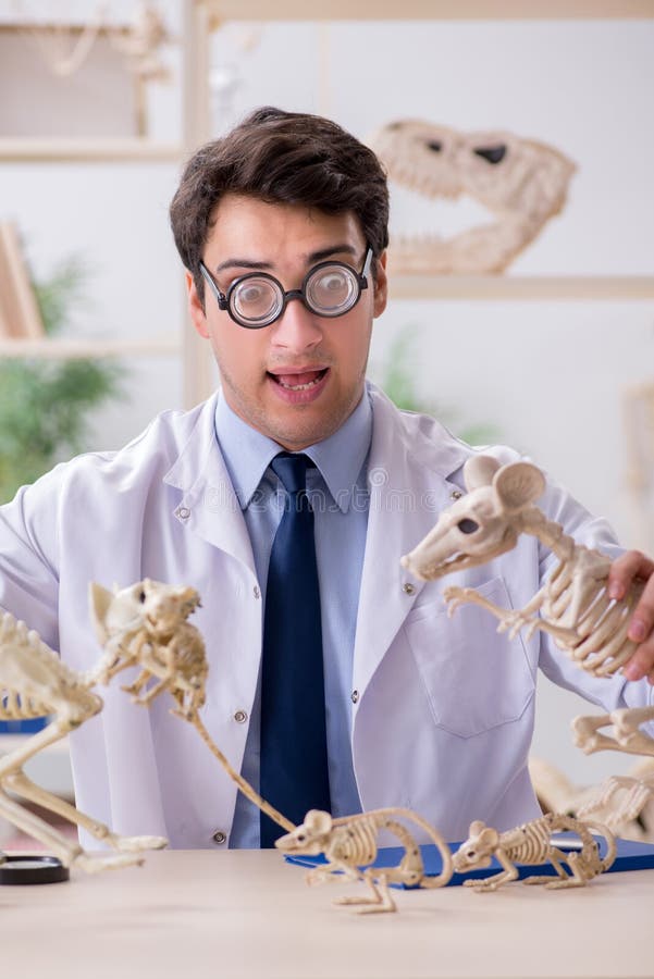 The Funny Crazy Professor Studying Animal Skeletons Stock Image - Image ...