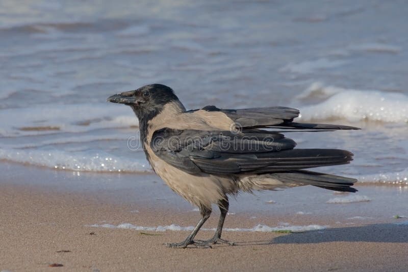 Funny crow on the beach stock image. Image of loud, beauty - 64260699