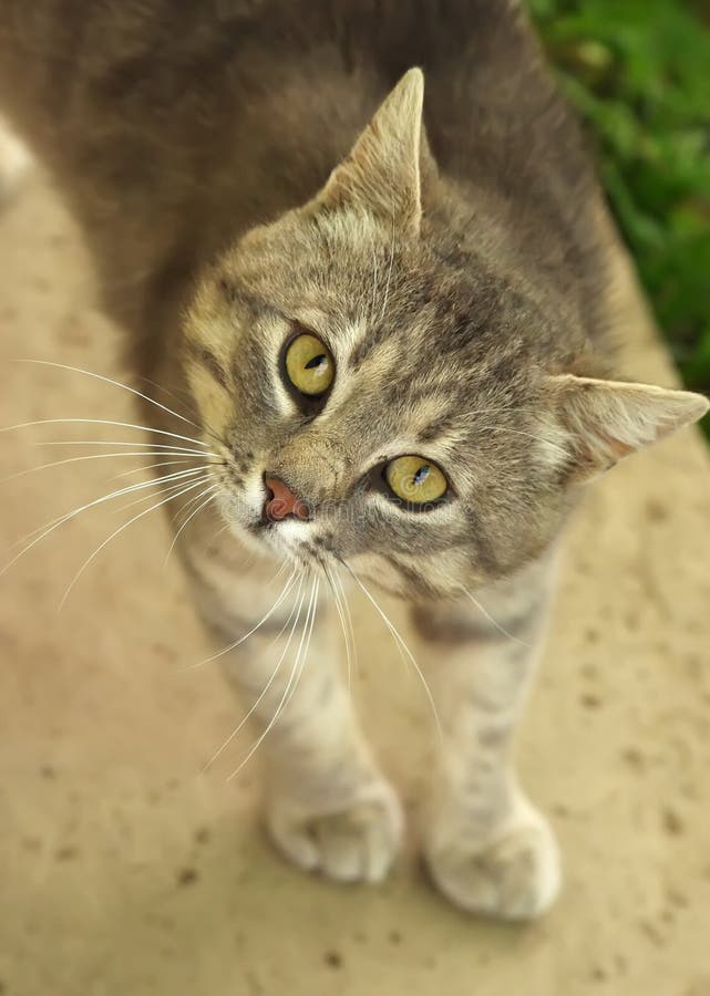 Curious cat stock photo. Image of stare, hunt, cute, face - 29708100