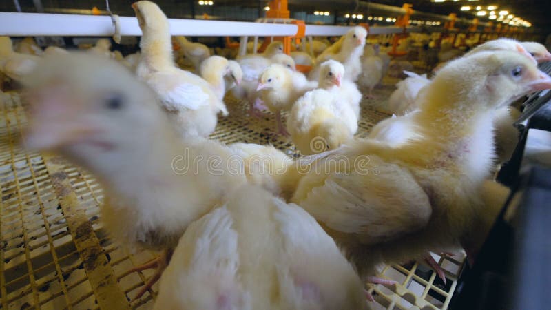 Curious Funny Chicken in a Chicken Farm Looking into Camera. Chickens ...