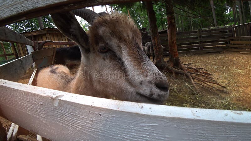 Funny Curious Goat Licks the Camera. Light Leak Effect Stock Video ...