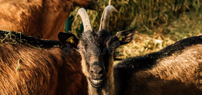 Funny Curious Goat Looking at Camera from Inside of a Farm Pen Stock ...