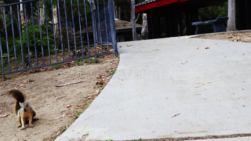 Funny Curious Squirrel Near the Camera Stock Footage - Video of mammal ...