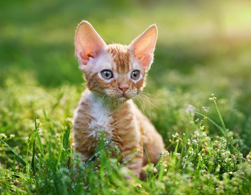 Funny Curious Young Red Ginger Devon Rex Kitten Sitting in Green Grass ...