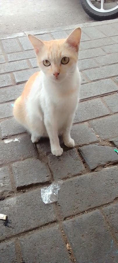 Fannyannycut Stock Photos - Free & Royalty-Free Stock Photos from ...