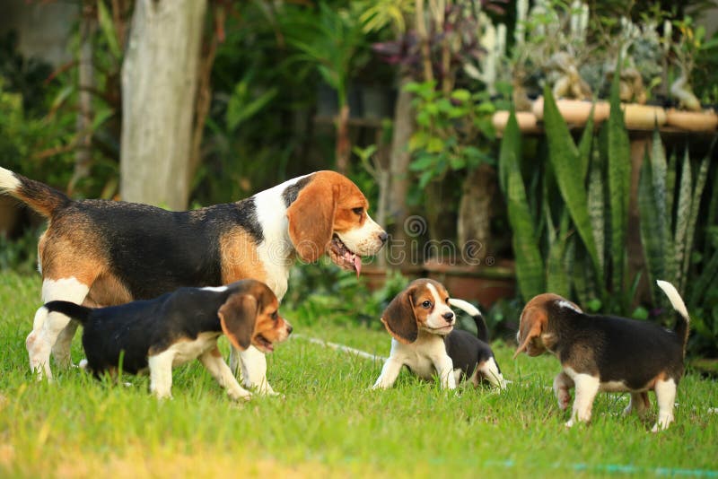 Funny Cute Beagle Dog in Park Stock Photo - Image of park, granite ...
