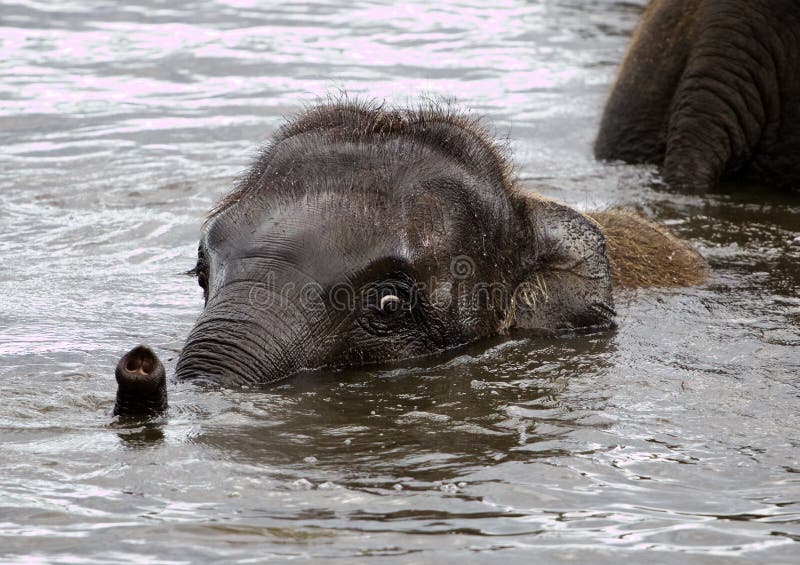 Funny Cute Beautiful Elephant Stock Image - Image of land, maximus ...