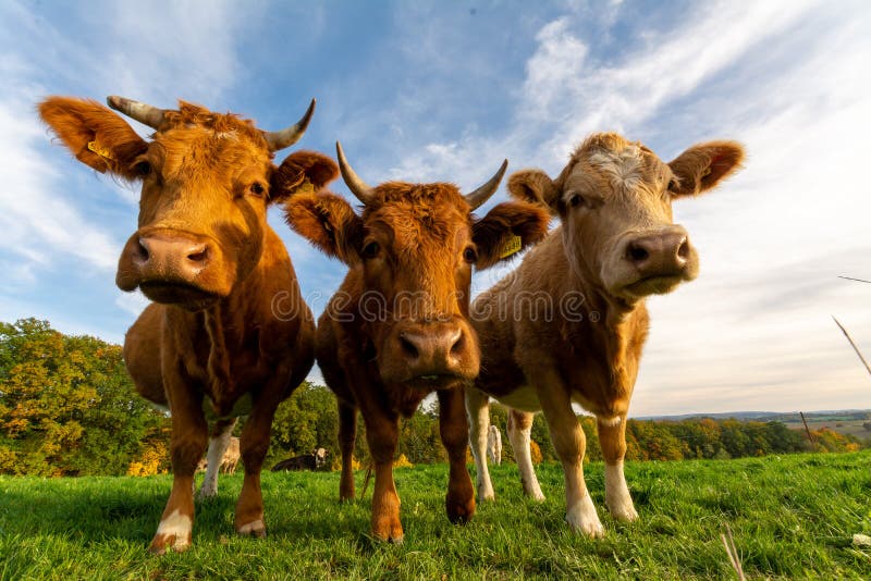 Funny Cute Cow on a Farm Looking Curious in Camera Stock Image - Image ...