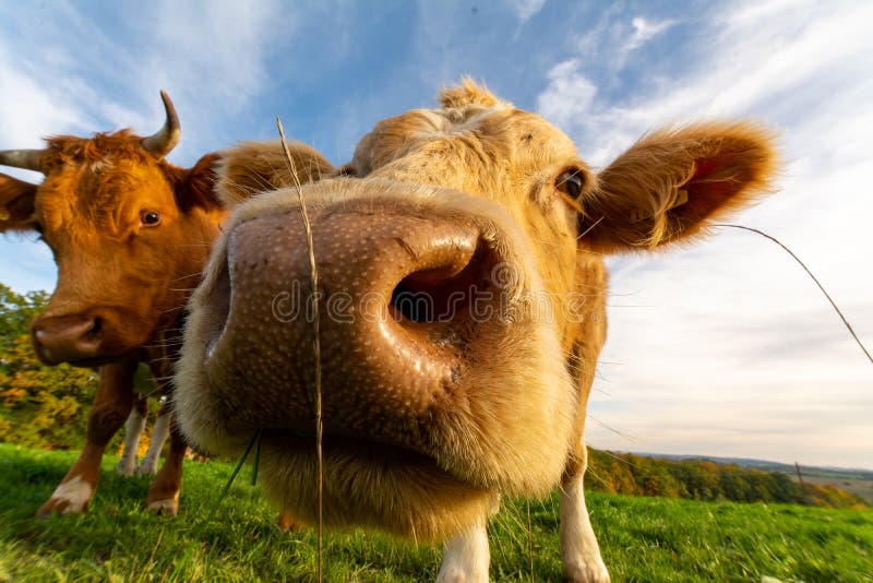 Funny Cute Cow on a Farm Looking Curious in Camera Stock Photo - Image ...