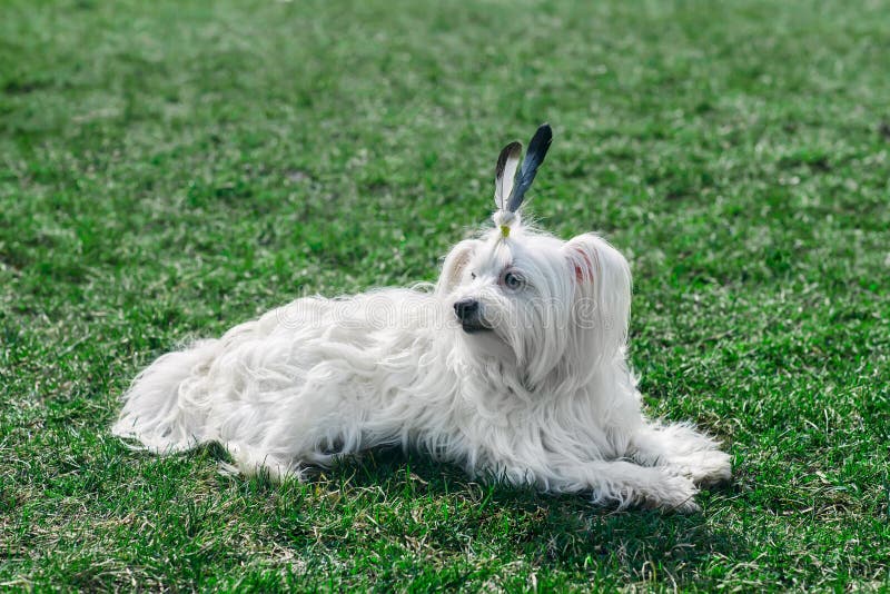 Funny Cute Dog with Feather Like Indian Stock Photo - Image of friend ...