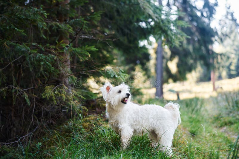 Funny Cute Dog Playing Outside in Forest Stock Image - Image of green ...
