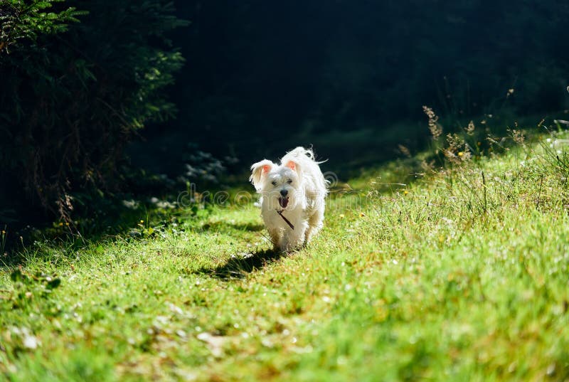 Funny Cute Dog Playing and Running Outside in Forest Stock Photo ...
