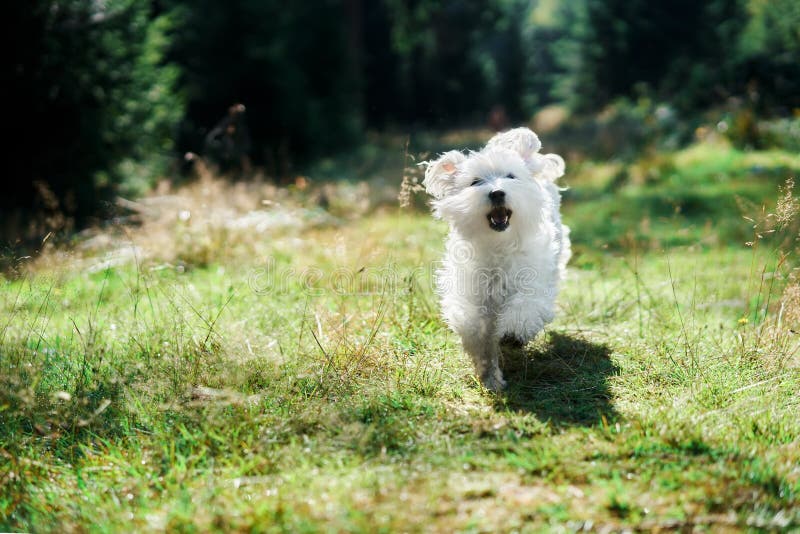 Funny Cute Dog Playing and Running Outside in Forest Stock Photo ...