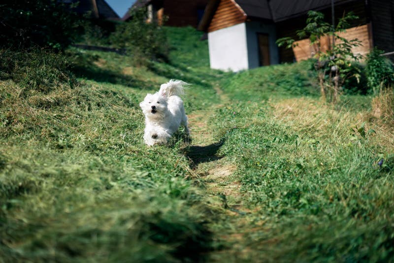 Funny Cute Dog Playing and Running Outside in Forest Stock Image ...