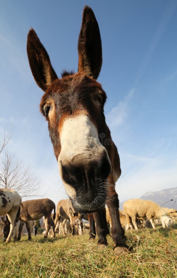 Funny Cute Donkey with Long Ears while Grazing Stock Photo - Image of ...