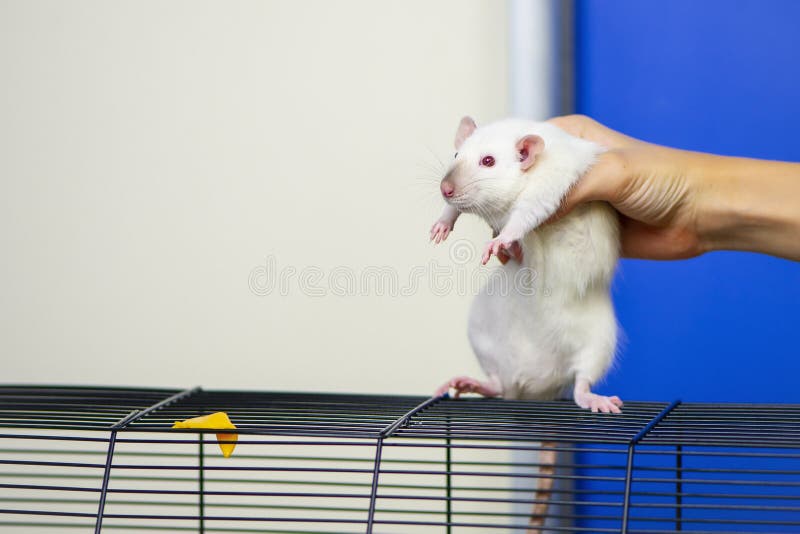Funny Cute Fat Rat and a Piece of Cheese Stock Image - Image of ...