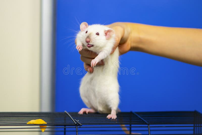 Funny Cute Fat Rat and a Piece of Cheese Stock Photo - Image of ...