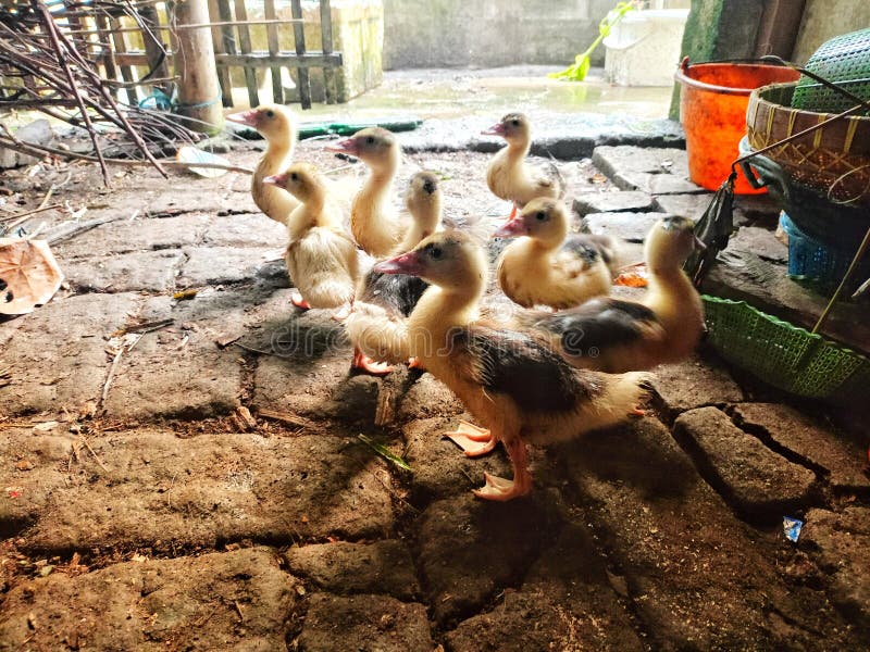 Funny and Cute Little Duck for Pets Stock Photo - Image of funny, cute ...