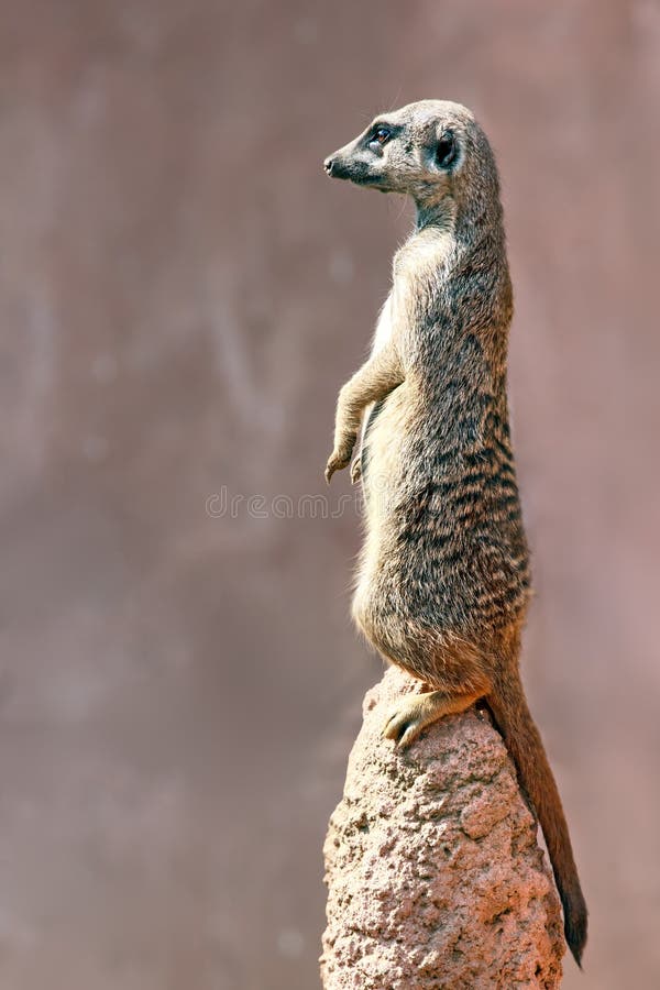 Funny and Cute Meerkat or Suricate Stock Image - Image of face, nature ...