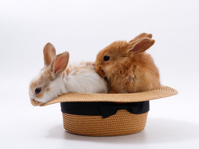 Funny Cute Rabbits in a Hat on a White Background Stock Photo - Image ...