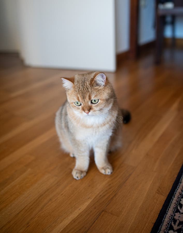 Funny Cute Red Striped Scottish Fold Cat Sits on the Couch Stock Photo ...