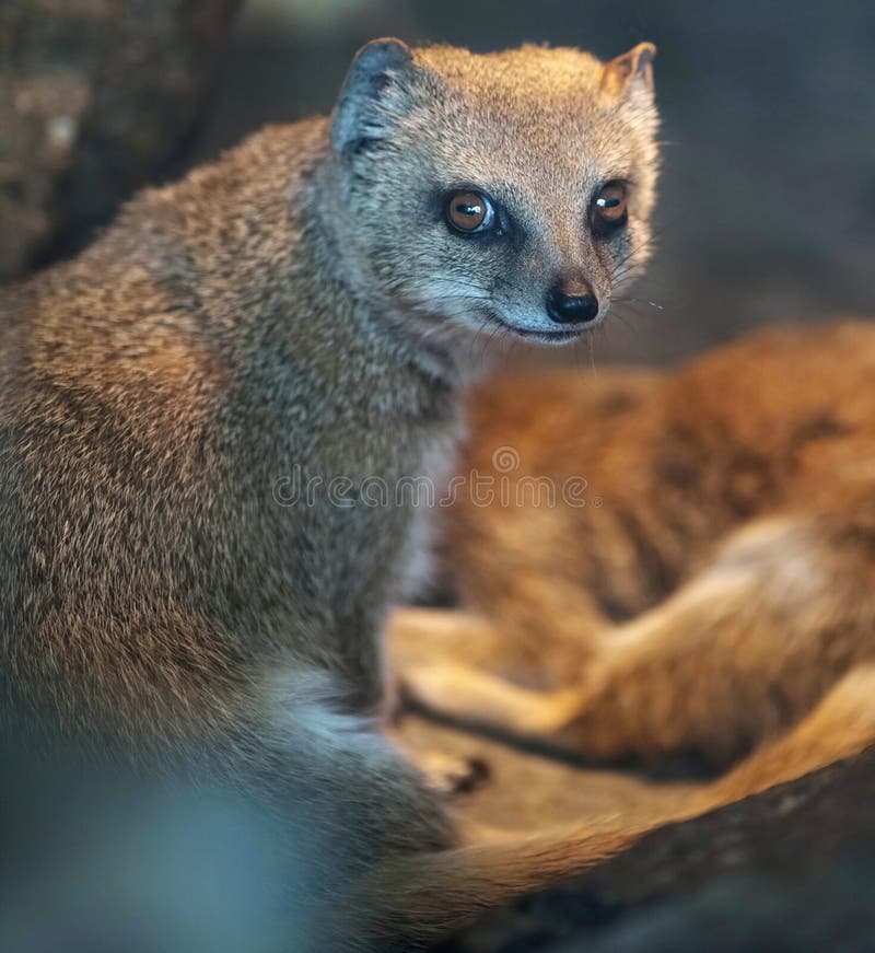 Funny and Cute Suricate (meerkat Stock Photo - Image of natural ...