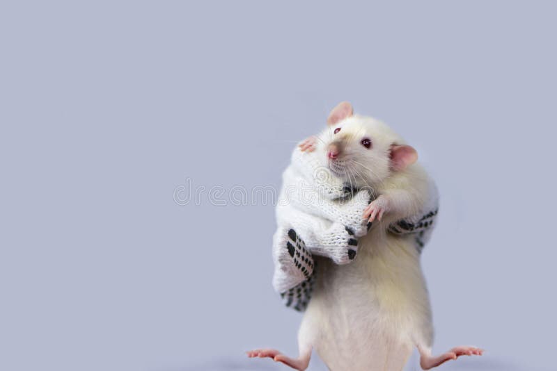 Funny Cute White Rat Looks with Interest Stock Photo - Image of animal ...
