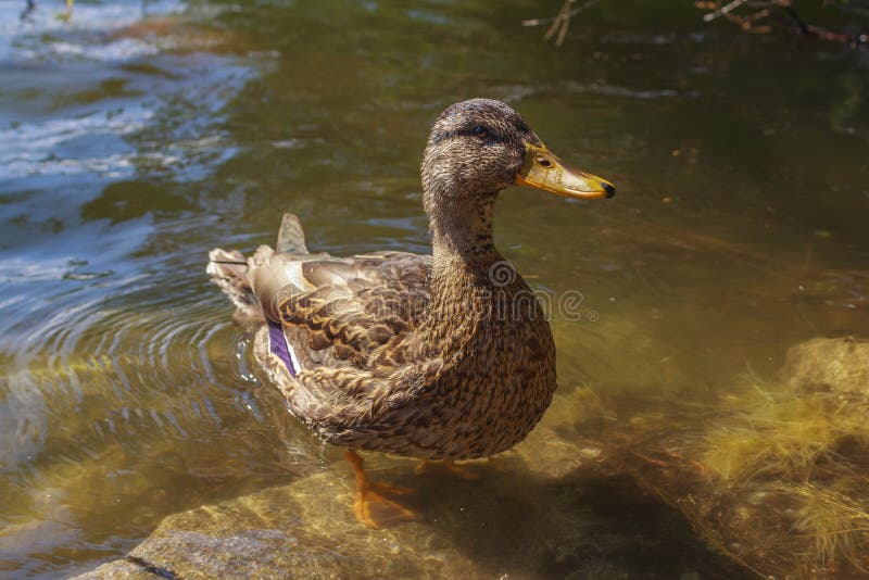 Wild Dack Stock Photos - Free & Royalty-Free Stock Photos from Dreamstime