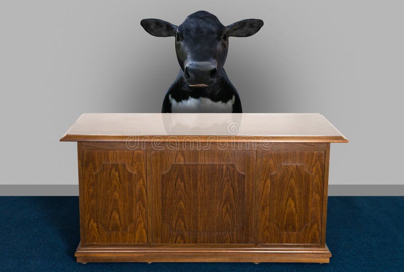 Funny dairy cow face. stock vector. Illustration of coat - 14213465