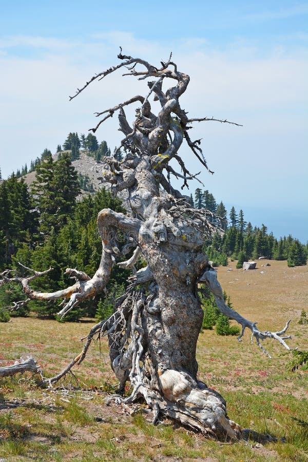 Funny dead tree stock photo. Image of blue, design, plant - 36842884