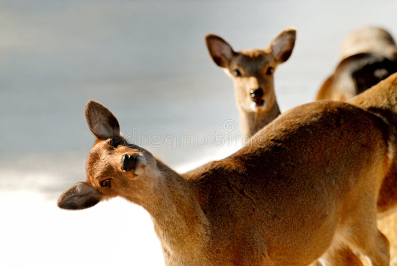Funny deer stock photo. Image of funny, deer, playful - 22432868